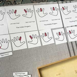 Left and Right Hands Fingers Thumbs Three-part Cards Montessori - Etsy