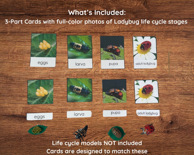 Life Cycle of Ladybug Cards Montessori - Etsy Australia