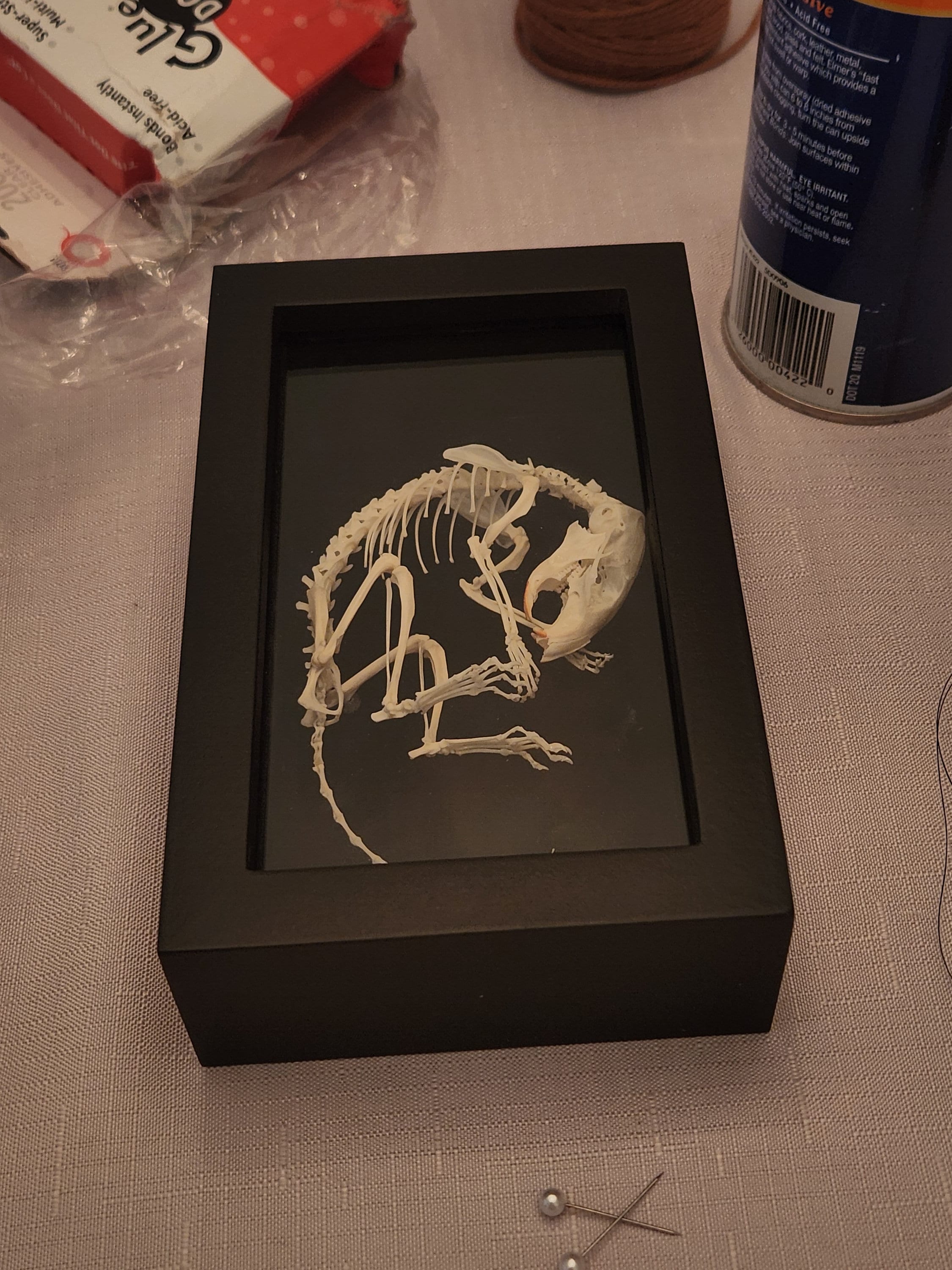 Articulated Chipmunk Skeleton Real Animal Bones Skeletal Taxidermy - Etsy