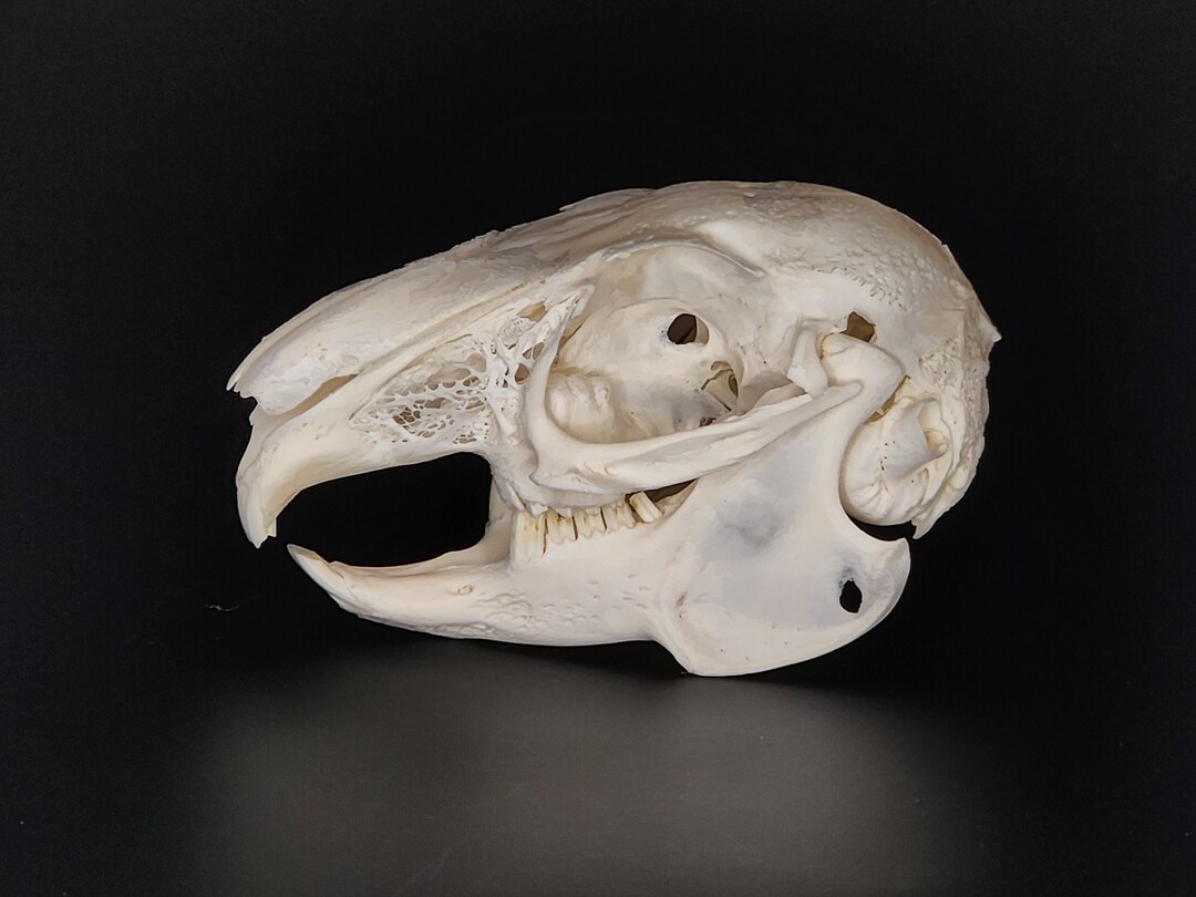 Eastern Cottontail Rabbit | Real Bunny Skull | Taxidermy Skull | Grade A - Etsy