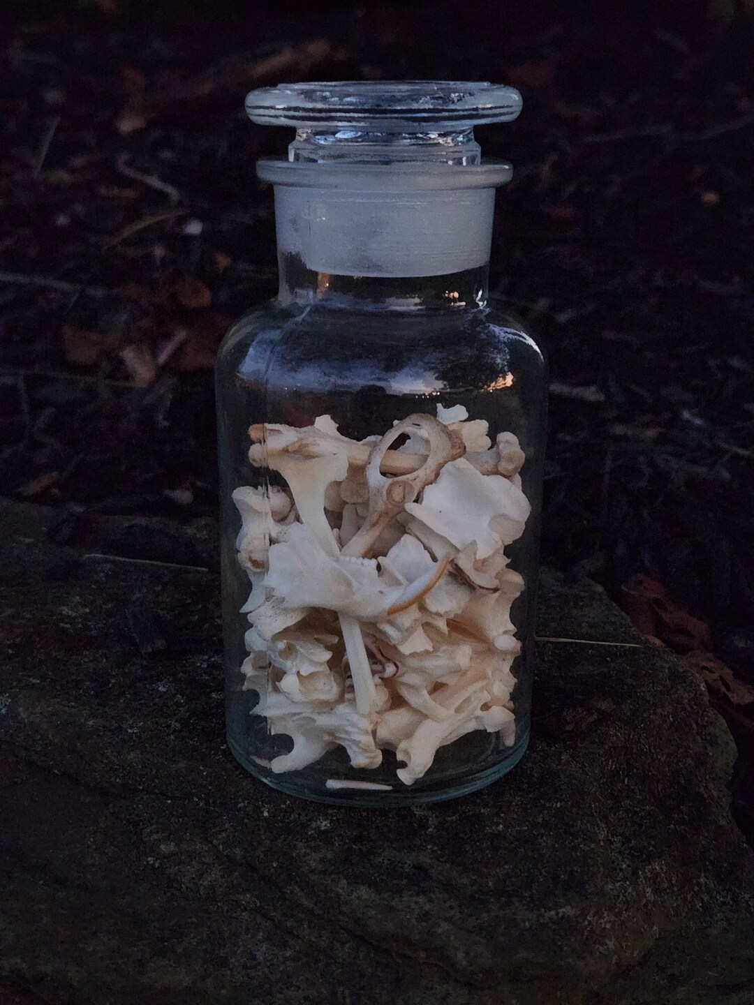 Real Squirrel Bones & More in a Jar! | Oddities and Curiosities | Bone ...
