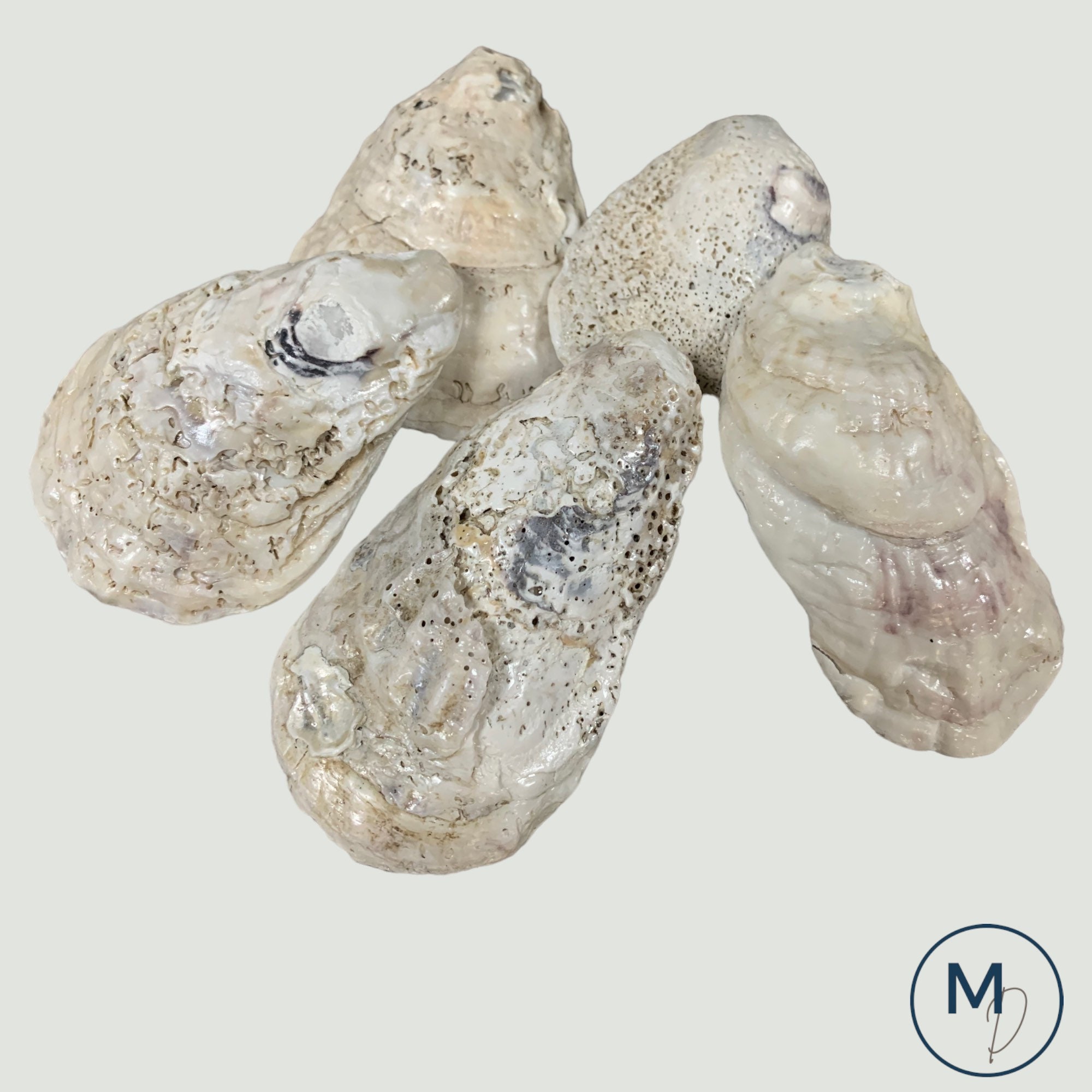 Large New England Oyster Shells 4-5 Inches Crafts and Jewelry Making ...