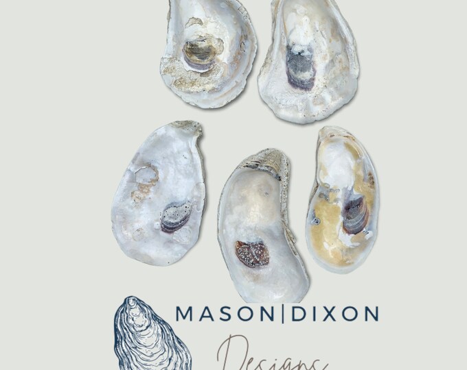 Large Oyster Shells From New England 45 Craft & Jewelry Making Supply ...