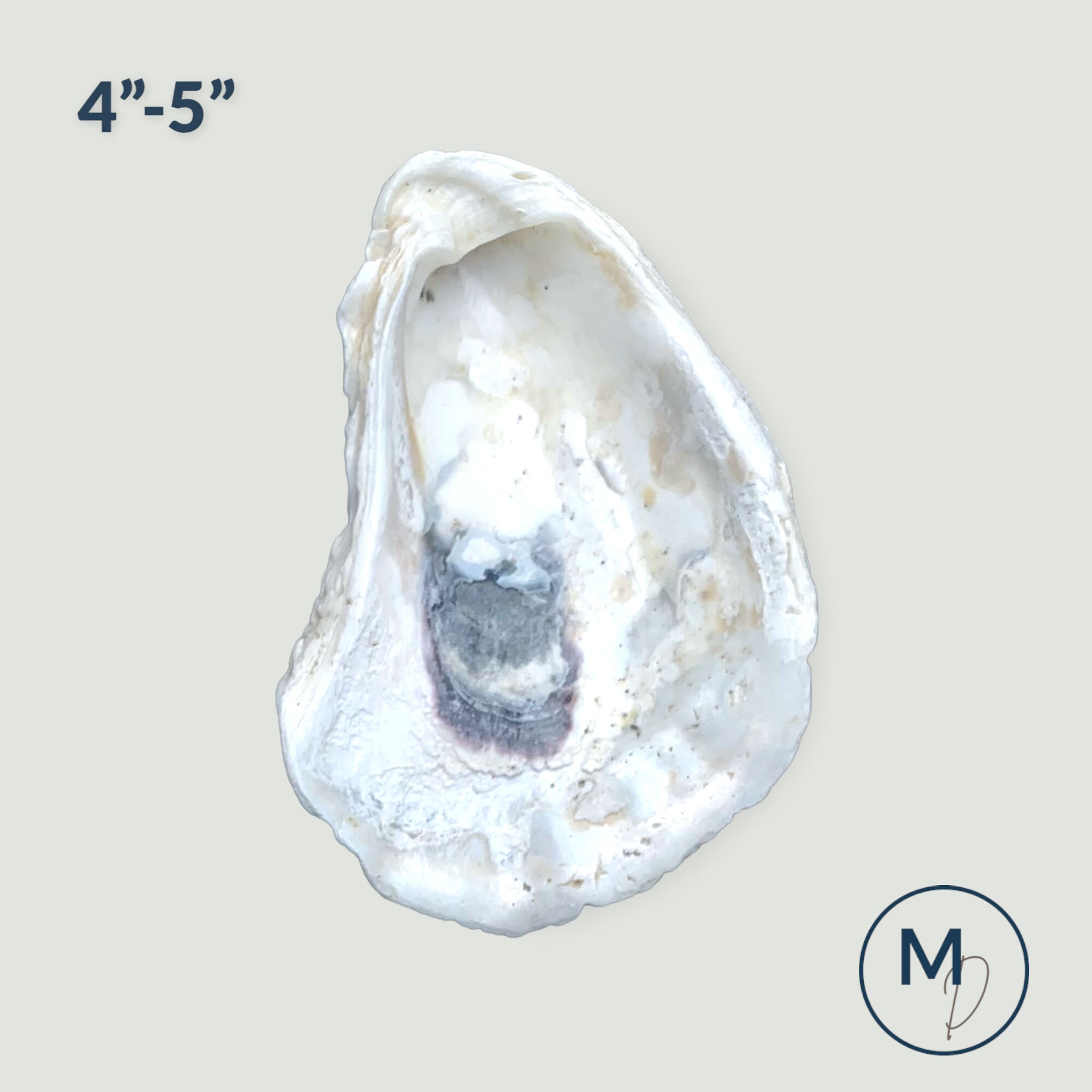 Large Oyster Shells From New England 45 Craft & Jewelry Making Supply ...