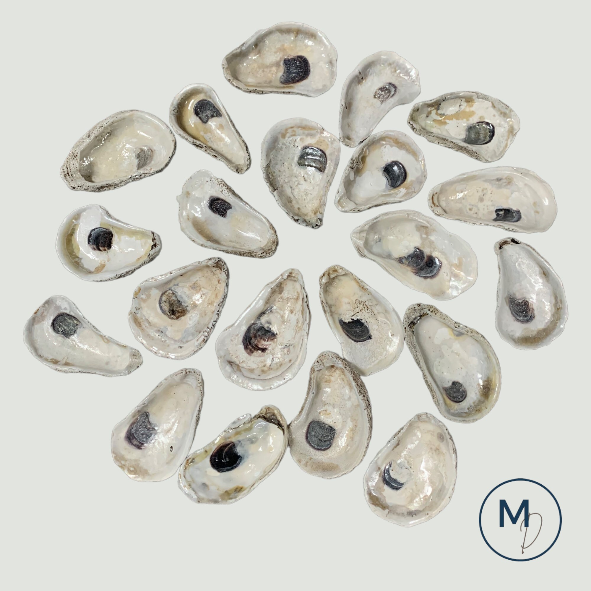 Large New England Oyster Shells 4-5 Inches Crafts and Jewelry Making ...