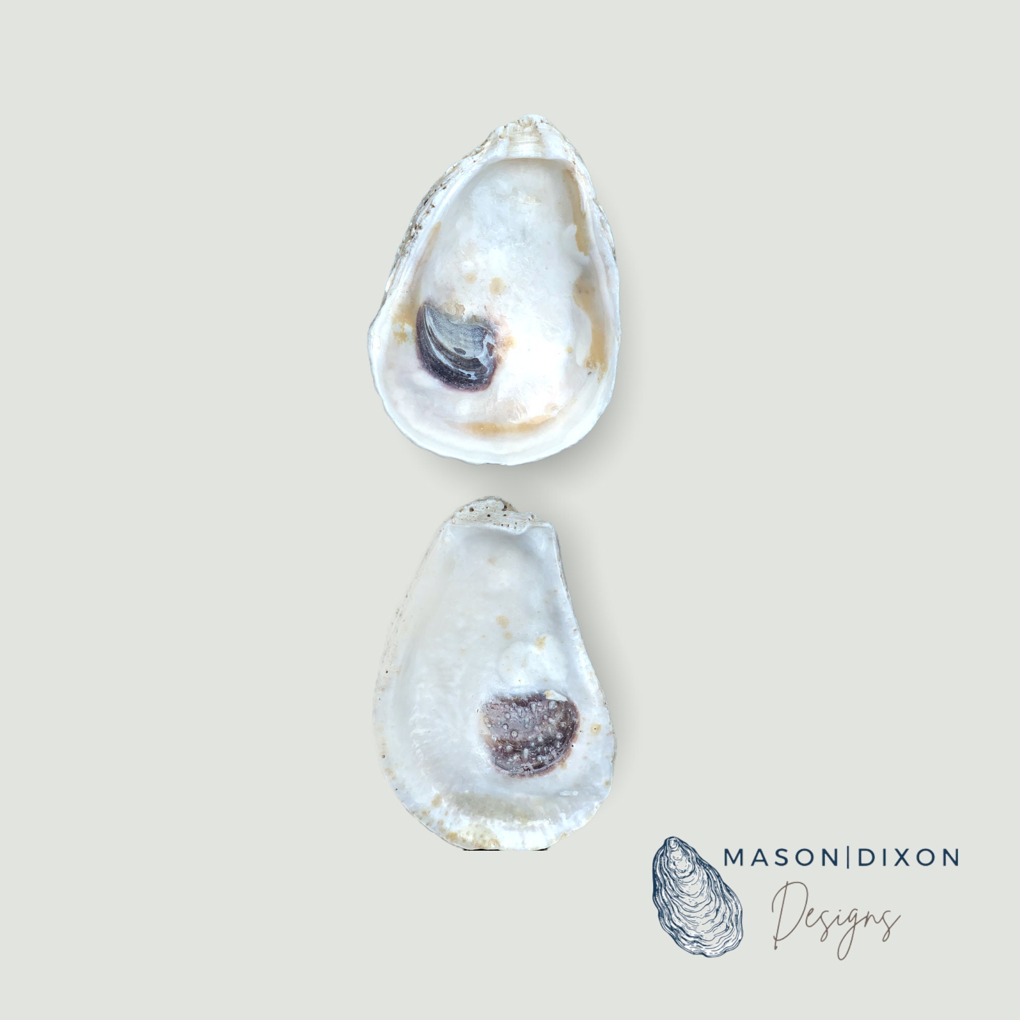 Large Oyster Shells From New England 45 Craft & Jewelry Making Supply ...