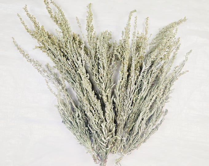 Colorado Prairie Sage Artemisia Ludoviciana / Frigida Bundles, 10 Stems ...
