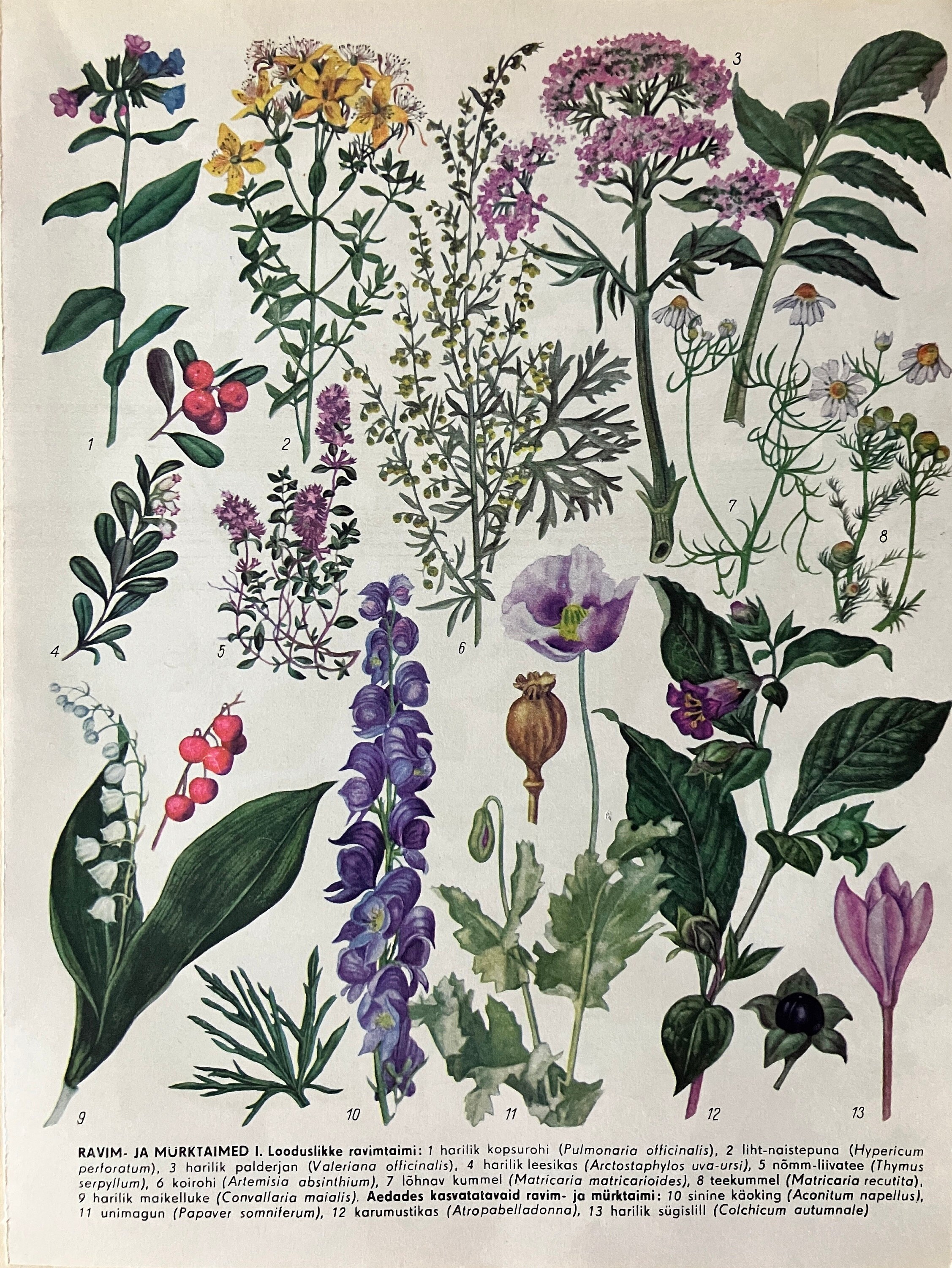 4 Pictures, Plant Theme - Etsy
