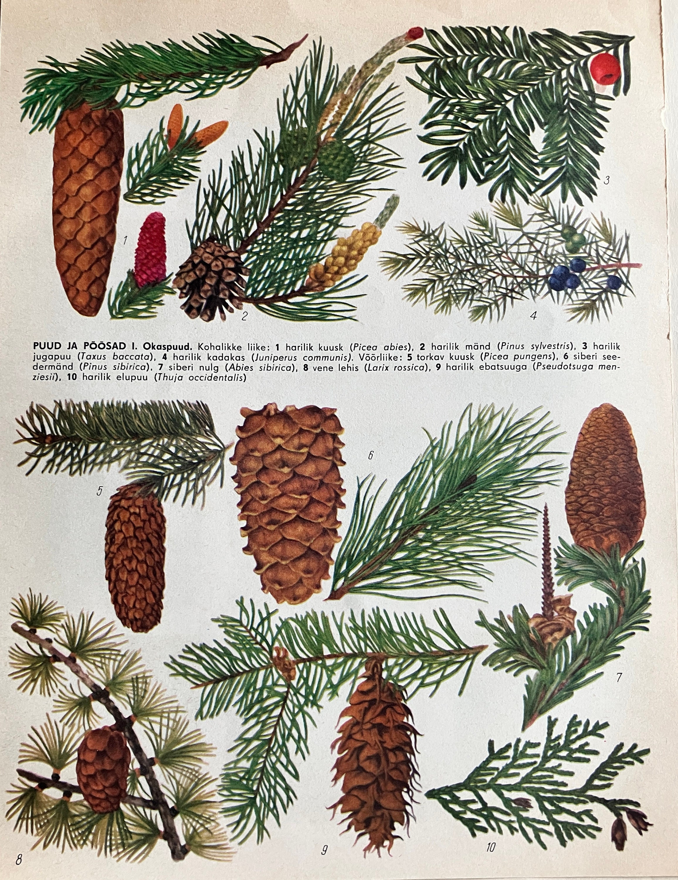 4 Nature Theme Pictures, V2 - Etsy