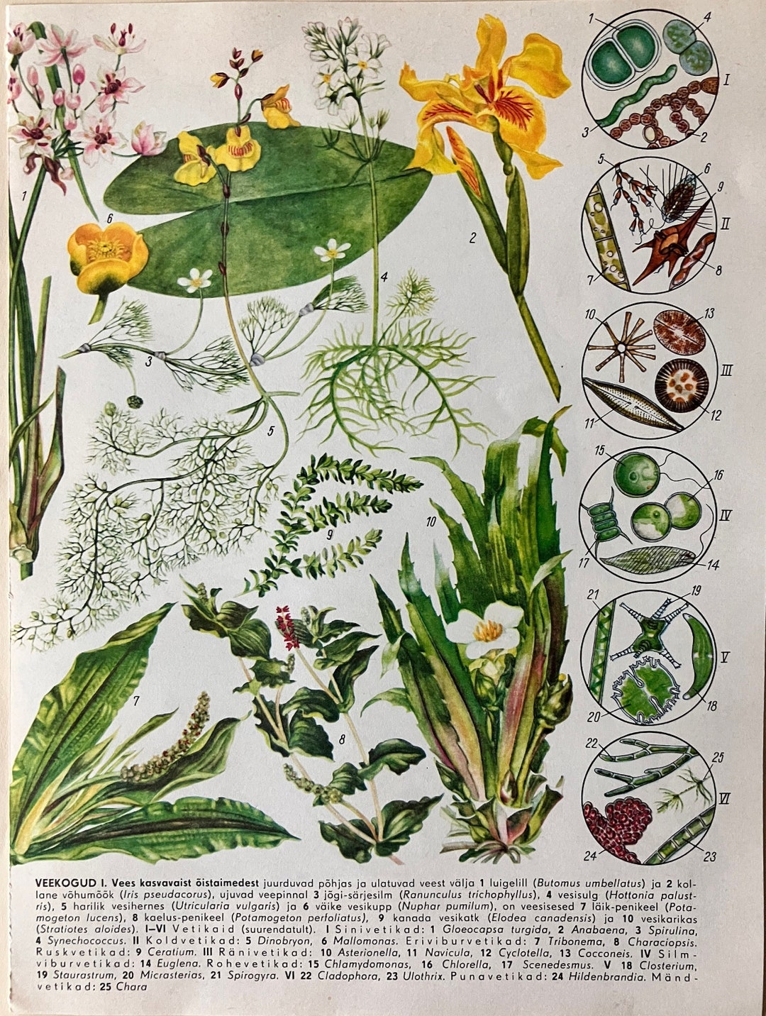4 Pictures, Plant Theme - Etsy