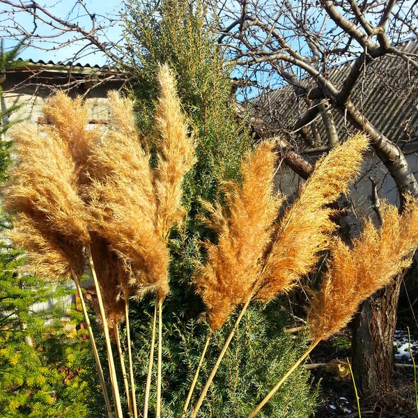 Gold Pampas Grass - Etsy