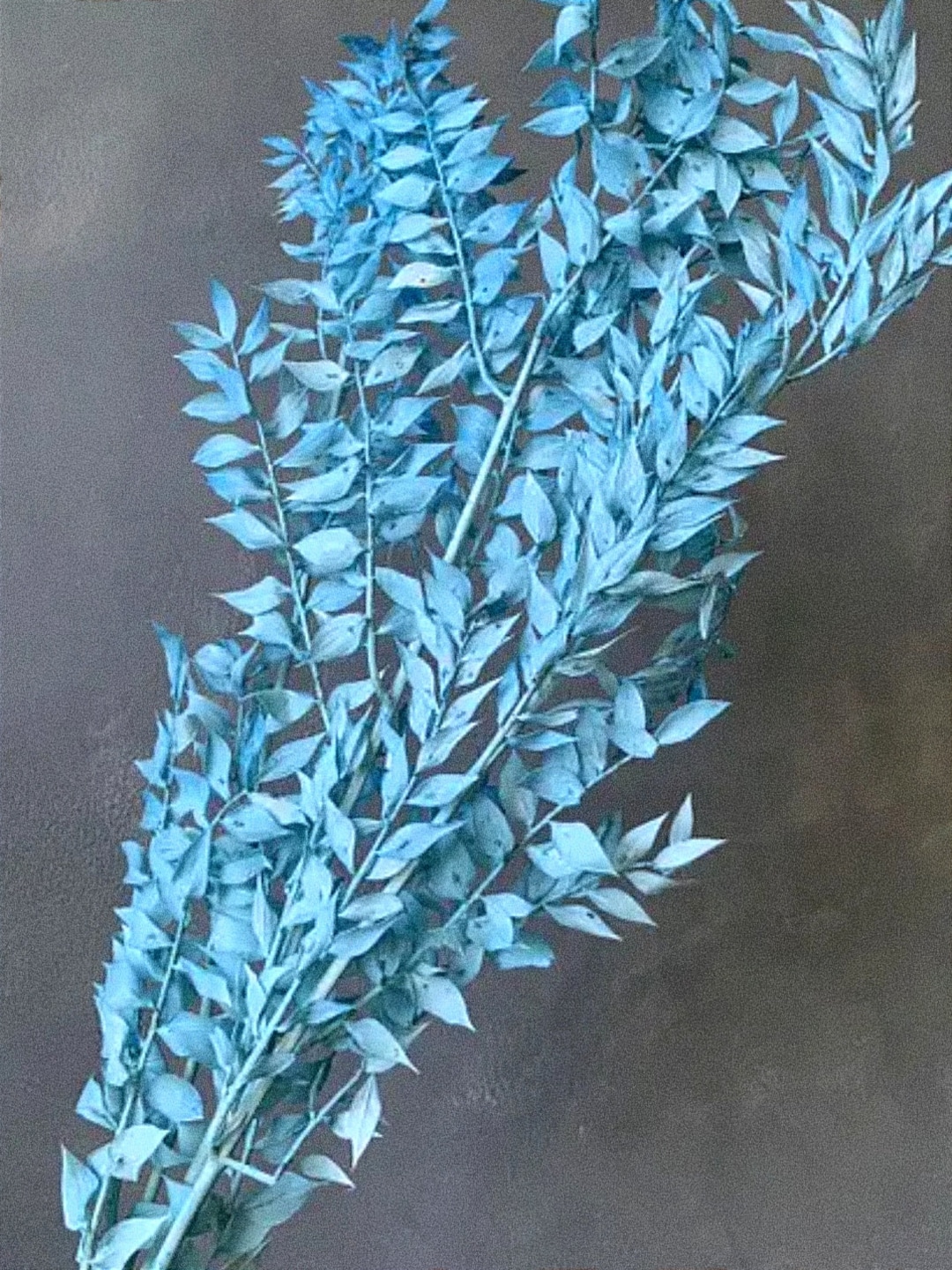 Light Blue Dried Ruscus Branches: Boho Wedding Table Decor - Etsy