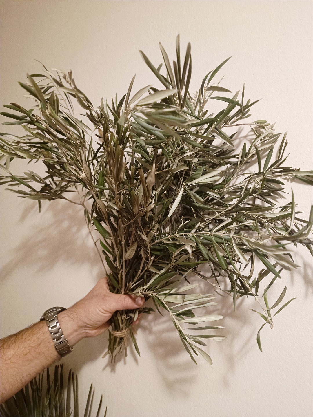 10 Branches Dried Organic Wild Mountain Olive, Natural Greenery Bunch ...