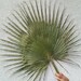 SUPER LARGE Dried Fan Palm Leaves 1 Stem Jumbo Green Palm - Etsy