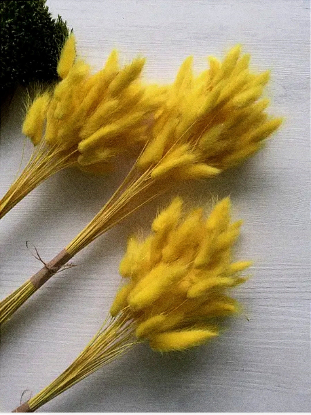 Bunny Tails Bunch 20/50/100ps, Yellow Colour, Dried Lagurus for Home ...