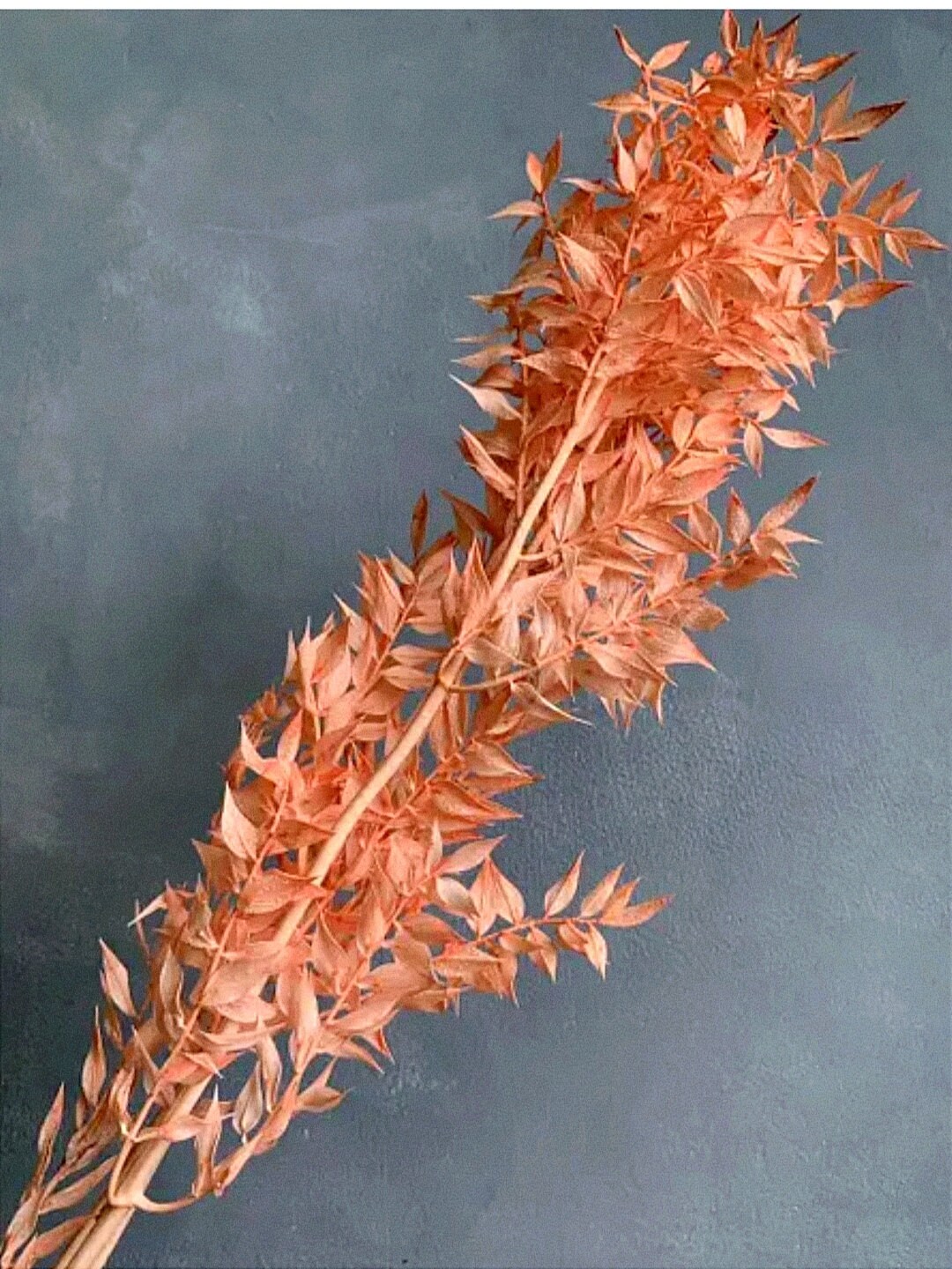 Dried Ruscus 3 Branch, Light Orange-peach Colour, Home Decor, Table ...