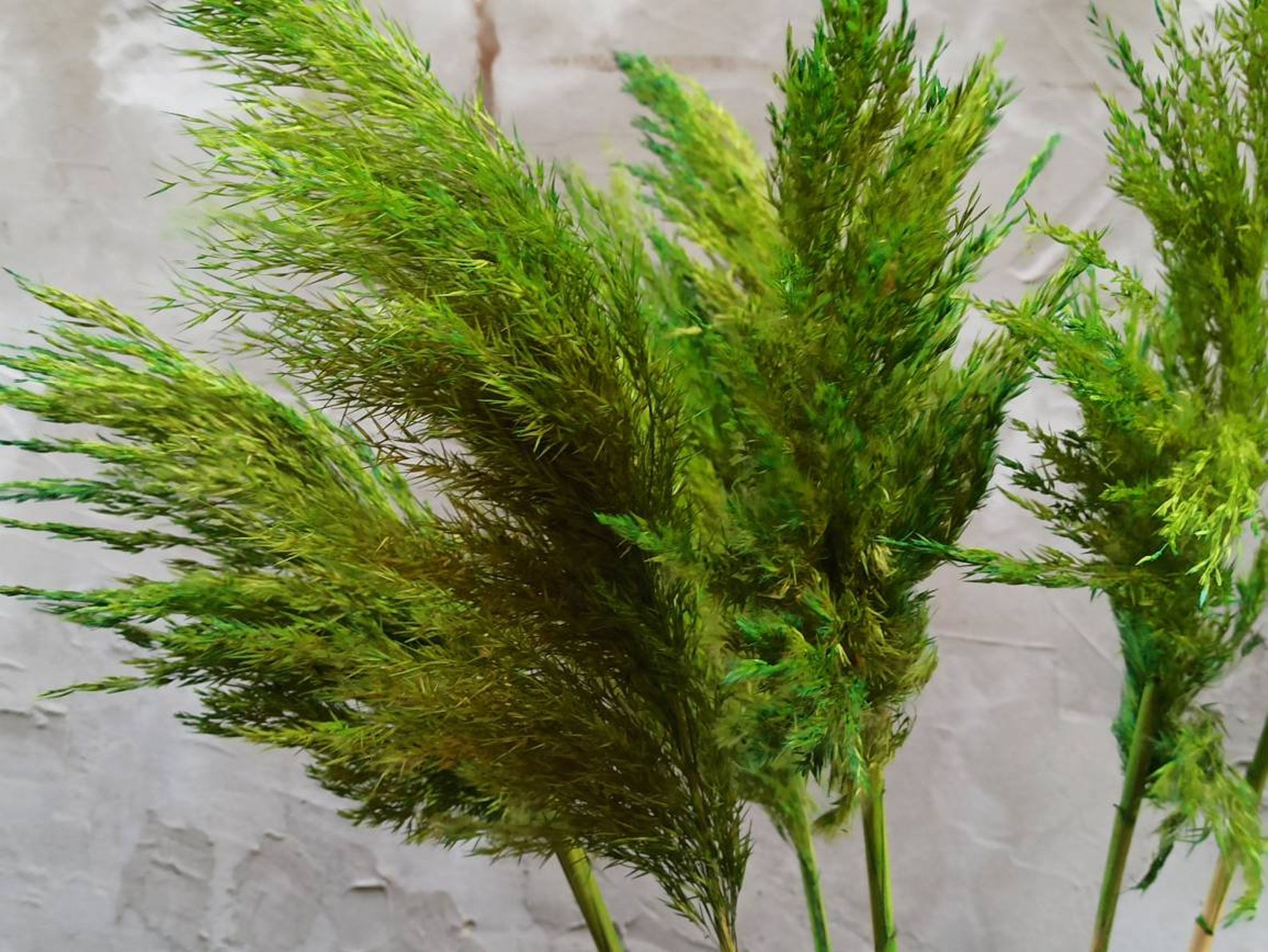 Extra Pampas Grass Green Yellow Tone One1stem Dry Pampass Etsy