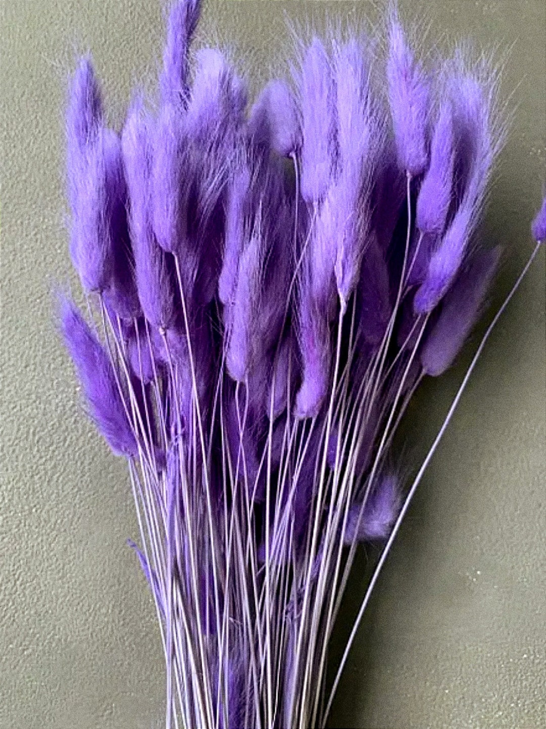 LARGE Bunny Tails Bunch 150PS, Lavender Tone, Natural Lagurus Gorgeous, Lilac Dried Grass, Boho ...