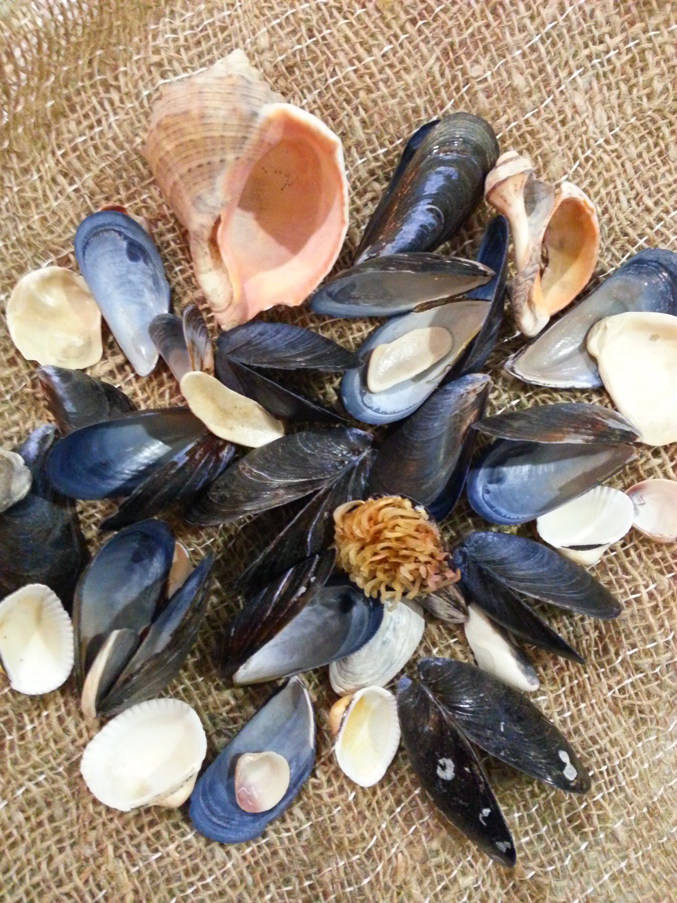 SHELLS BLACK/Mix Shells/Sea Shells/Black Sea Shells/Rare | Etsy