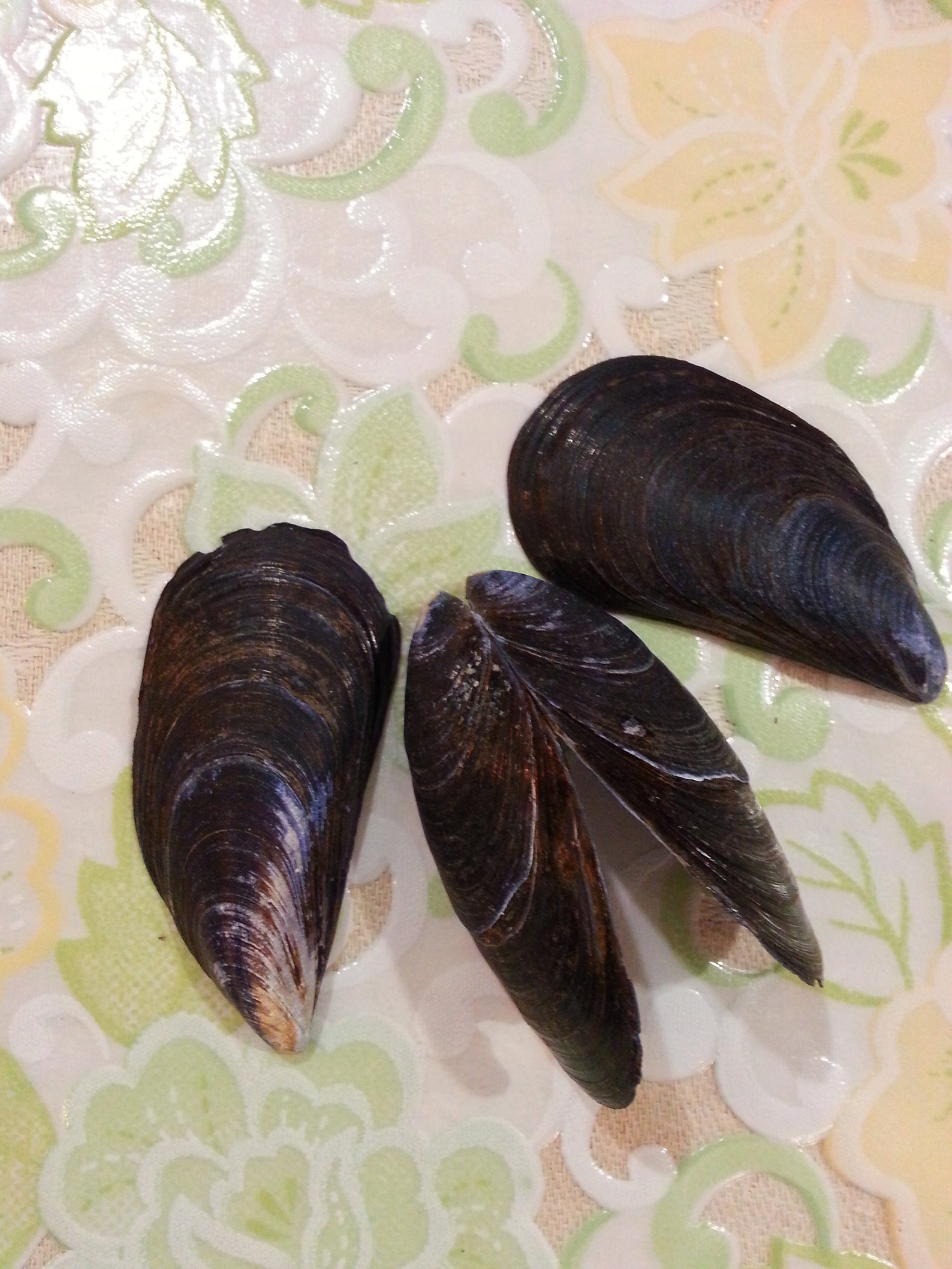 SHELLS BLACK/Mix Shells/Sea Shells/Black Sea Shells/Rare | Etsy