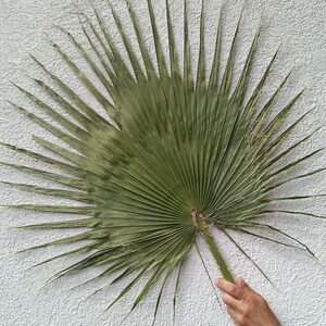 SUPER LARGE Dried Fan Palm Leaves, 1 Stem, Jumbo Green Palm for Home ...