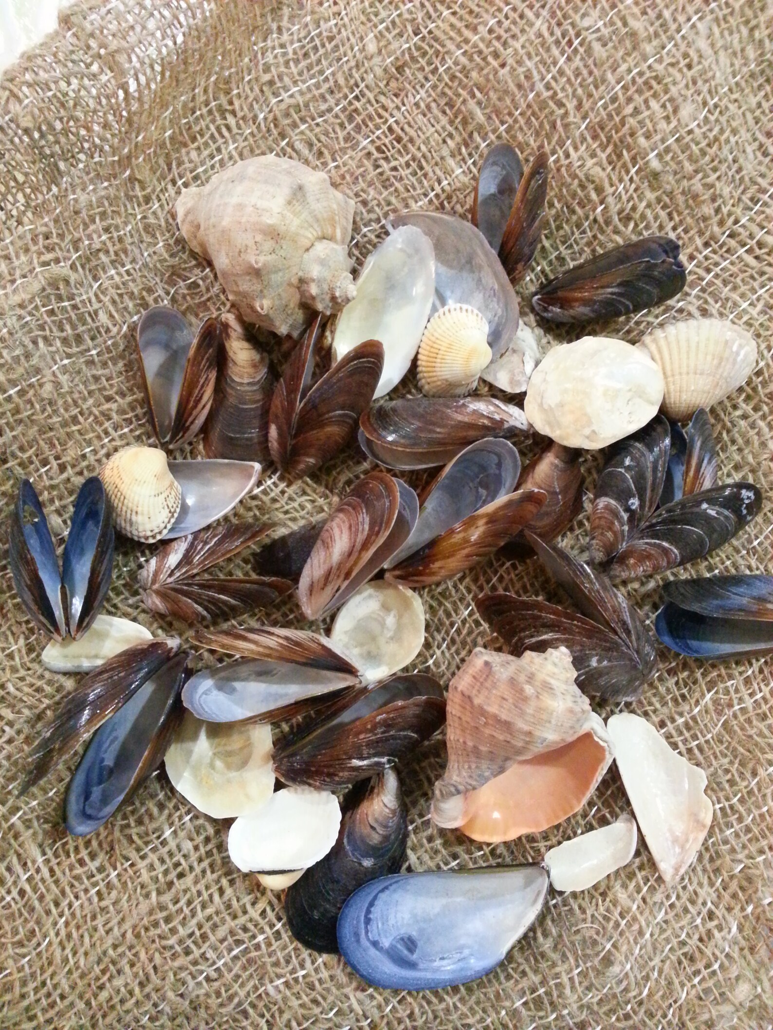 SHELLS BLACK/Mix Shells/Sea Shells/Black Sea Shells/Rare | Etsy