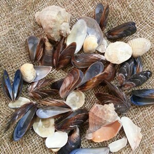 SHELLS BLACK/Mix Shells/Sea Shells/Black Sea Shells/Rare | Etsy