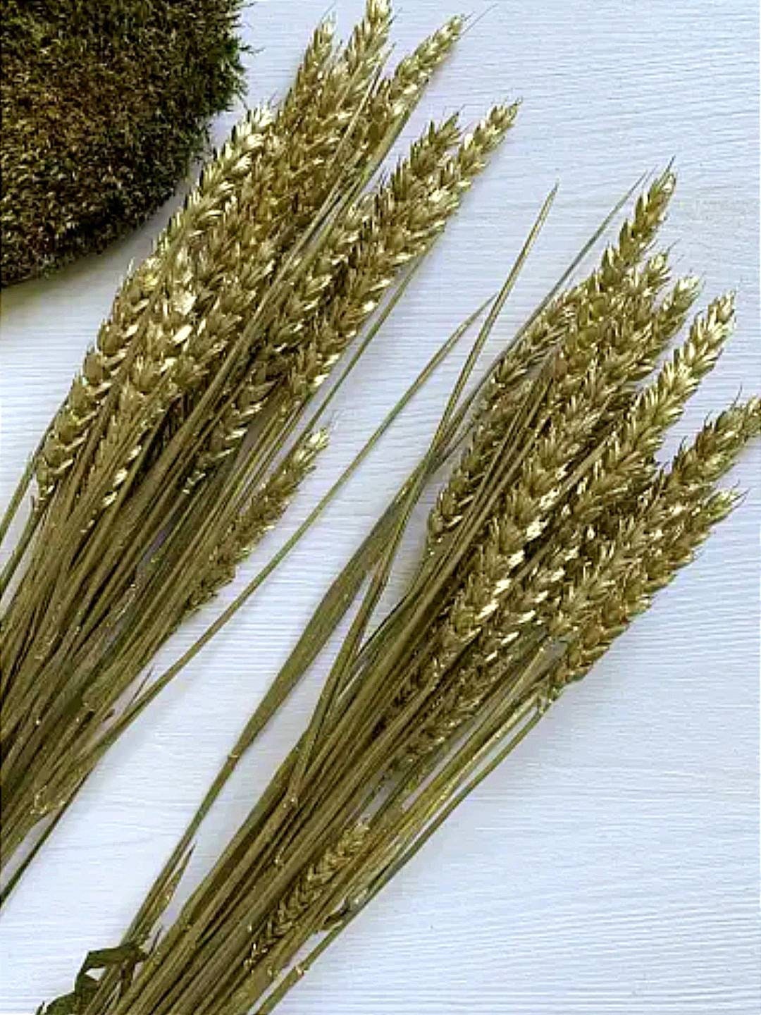 GOLDEN WHEAT Bunch 20ps, Dried Wheat Bundle for Living Room, Dry Wheat ...