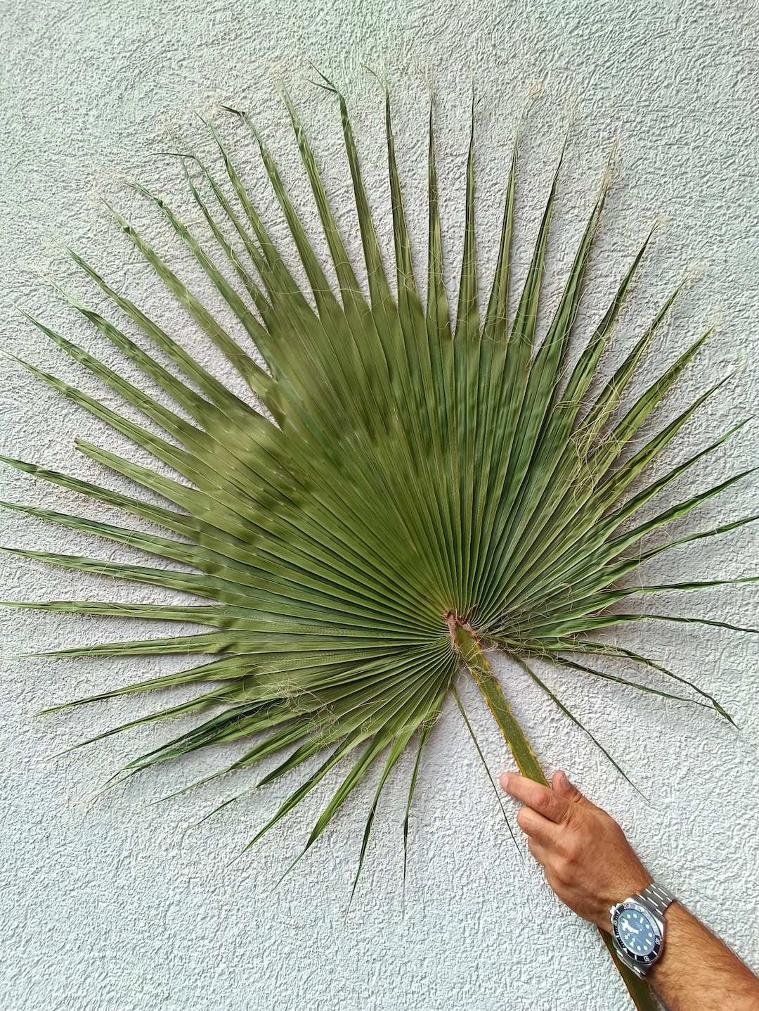 SUPER LARGE Dried Fan Palm Leaves, 1 Stem, Jumbo Green Palm for Home ...