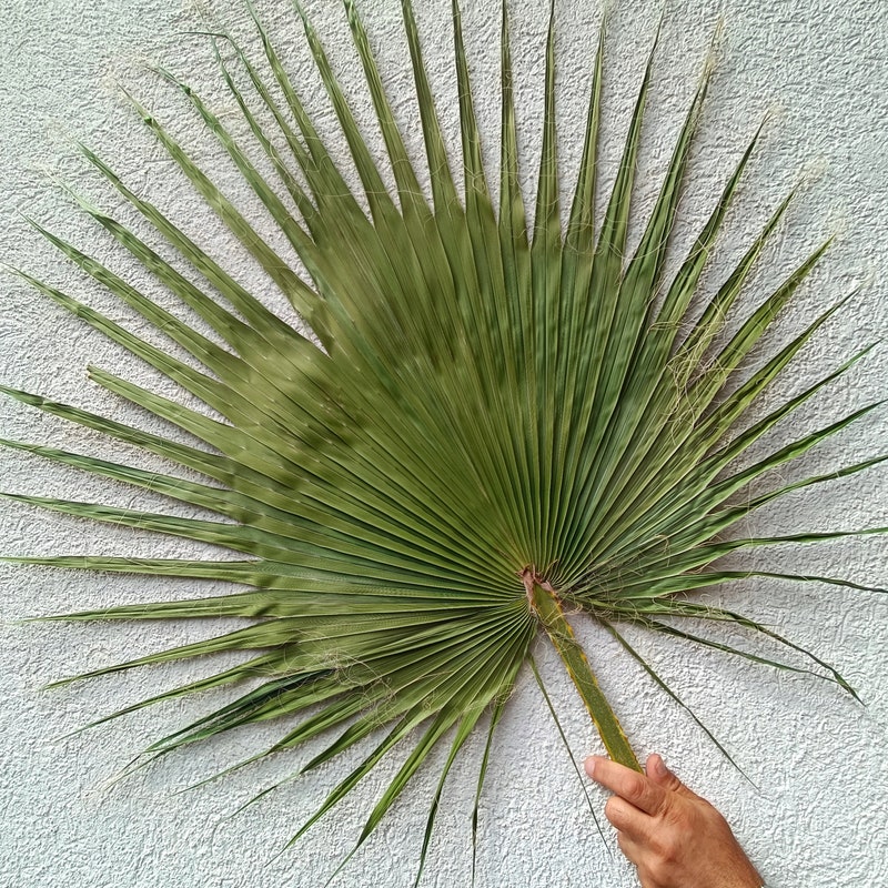 Palm Leaf Fans - Etsy