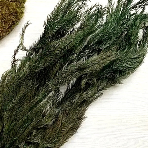 Dried Greenery - Etsy