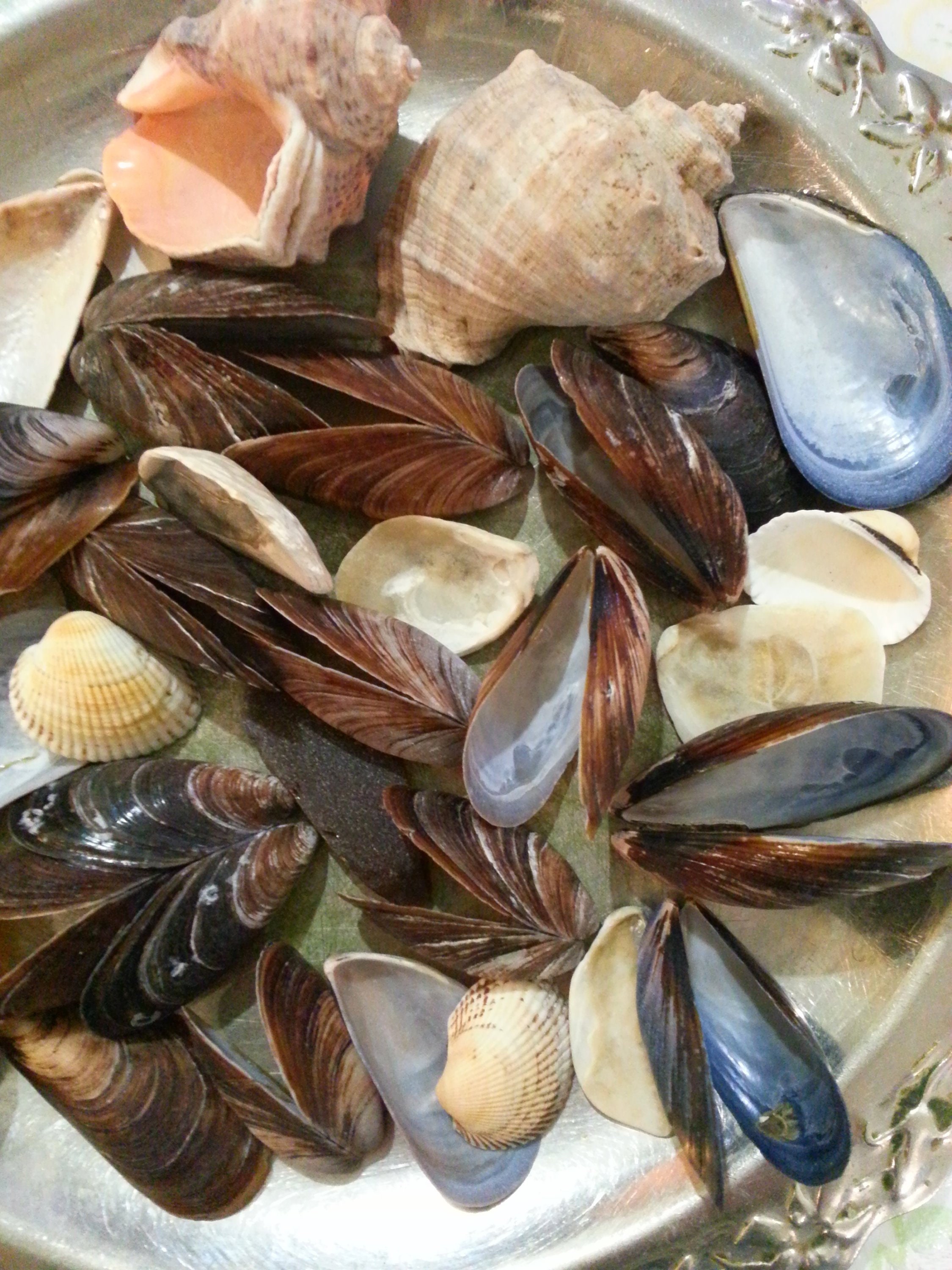 SHELLS BLACK/Mix Shells/Sea Shells/Black Sea Shells/Rare | Etsy