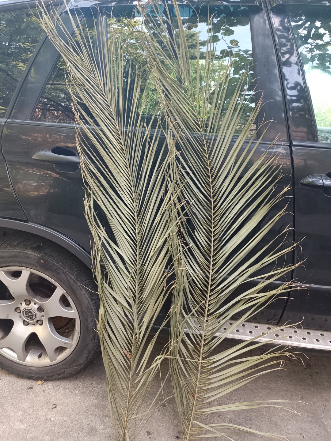 Jumbo Dried Date Palm Leaves (47"): Boho Wedding Tropical Decor - Etsy