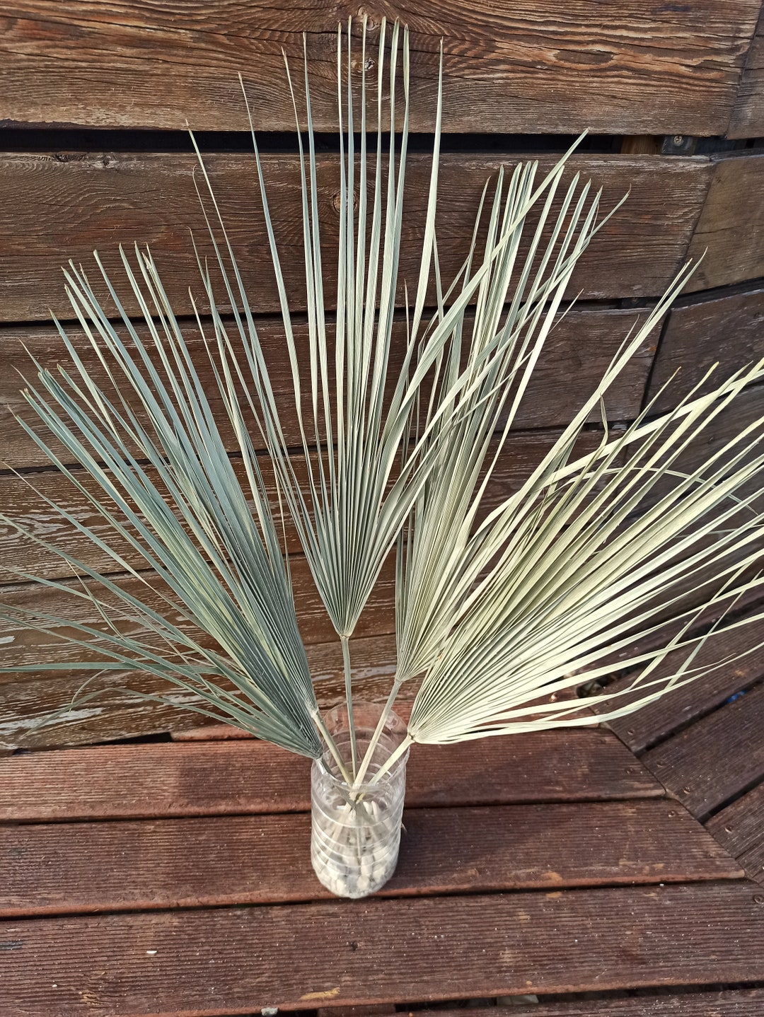 NATURAL DRIED PALM Leaves 5 Stems, Organic Fan Palm Left, Dry Palms for ...