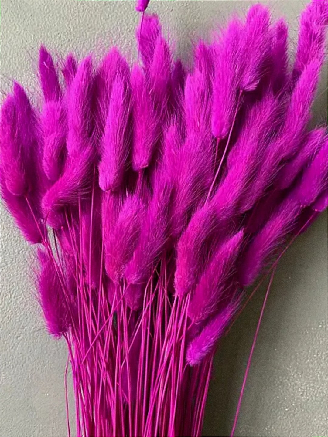 Neon Pink Bunny Tails Bunch (150 PCS): Dried Lagurus Grass, Boho Decor ...