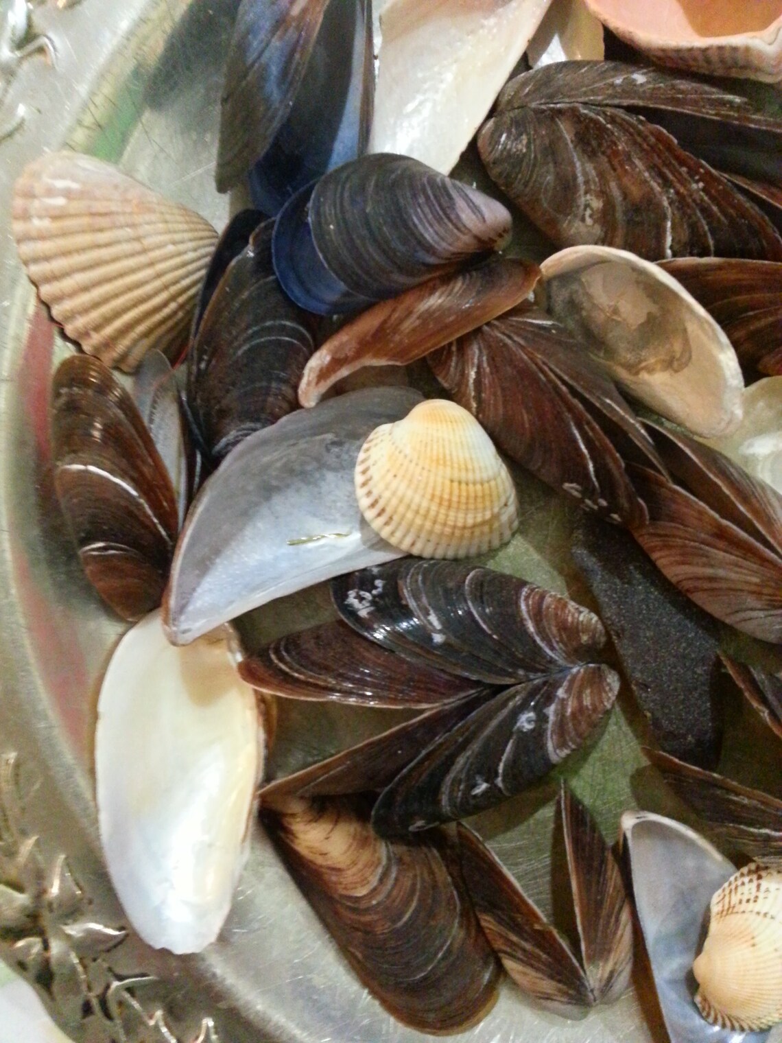 SHELLS BLACK/Mix Shells/Sea Shells/Black Sea Shells/Rare | Etsy