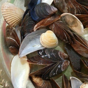 SHELLS BLACK/Mix Shells/Sea Shells/Black Sea Shells/Rare | Etsy