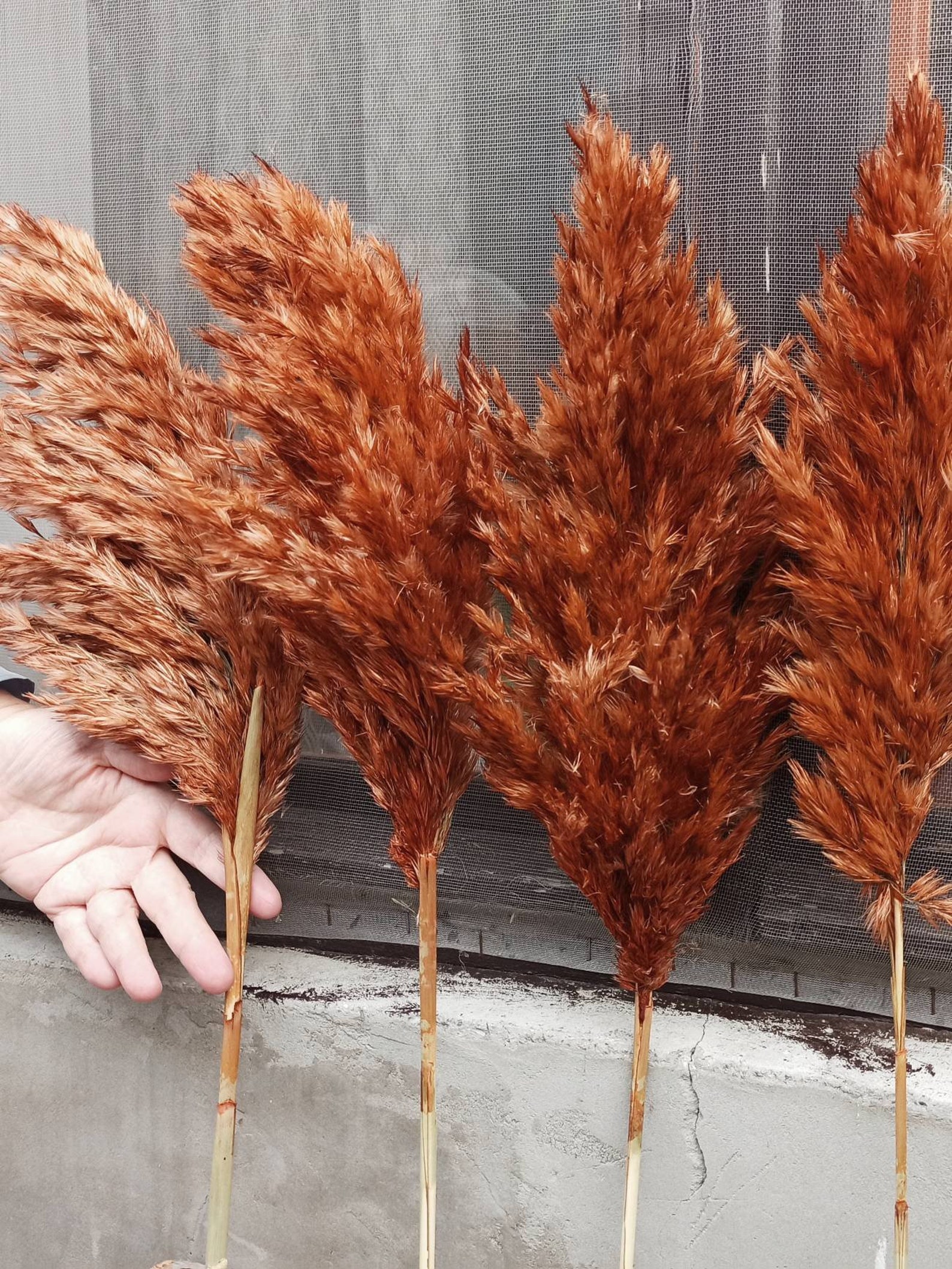Natural Pampas Grass Orange Colored One1stem Dried - Etsy