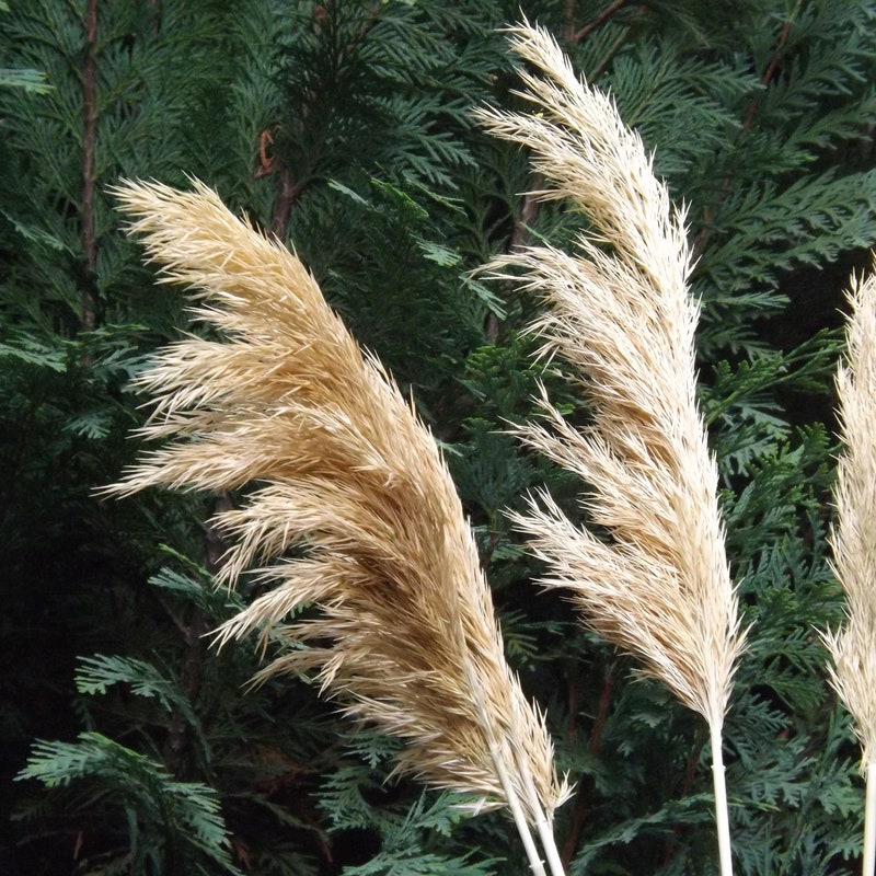 Dried Reeds - Etsy