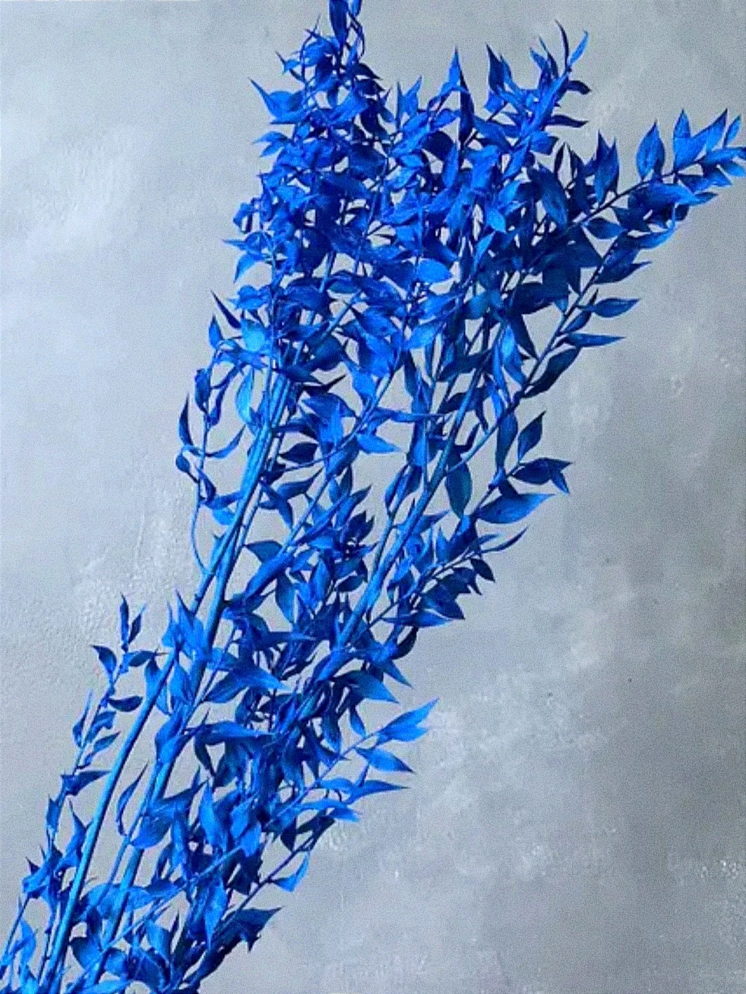 Dried Ruscus 3 Branch, Blue Colour, Blue Ruscus for Home Decor, Table ...