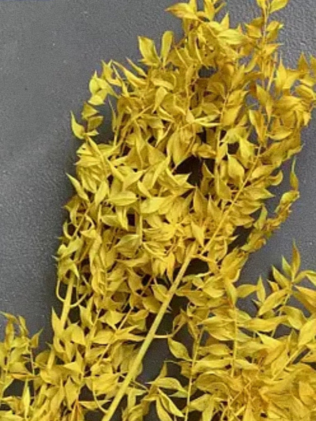 Yellow Dried Ruscus Branches: Preserved Floral Home Decor - Etsy