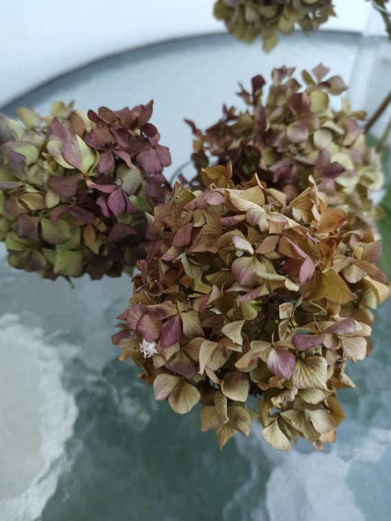 Antique Green Hydrangea