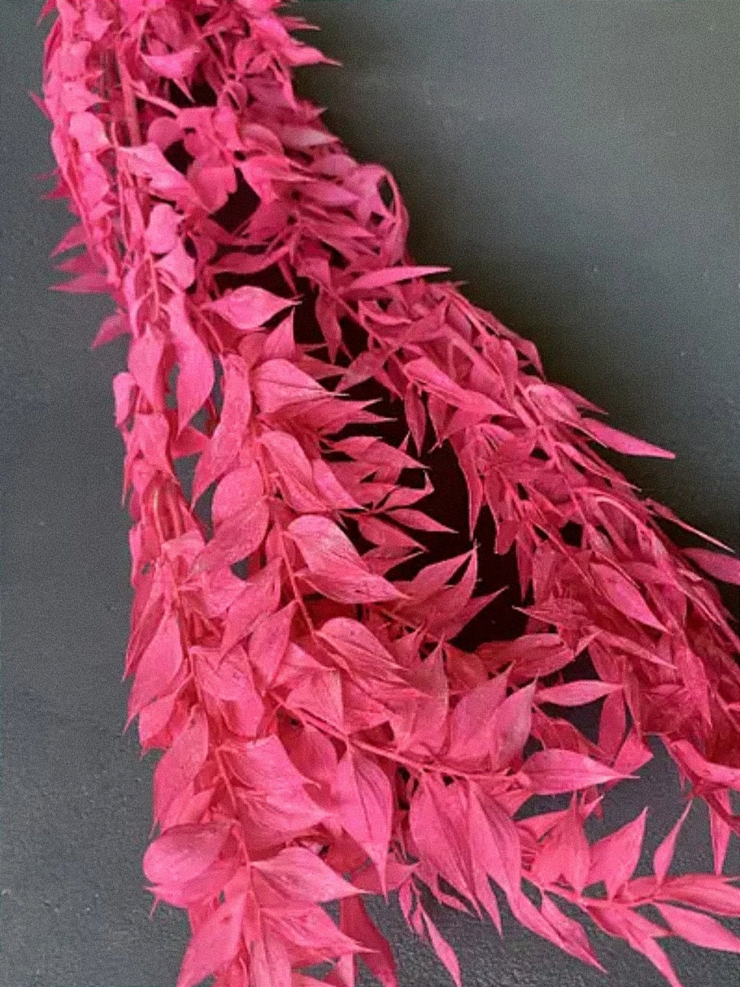 Dried Ruscus 3 Branch, Crimson Colour, Hot Pink Ruscus for Home Decor ...