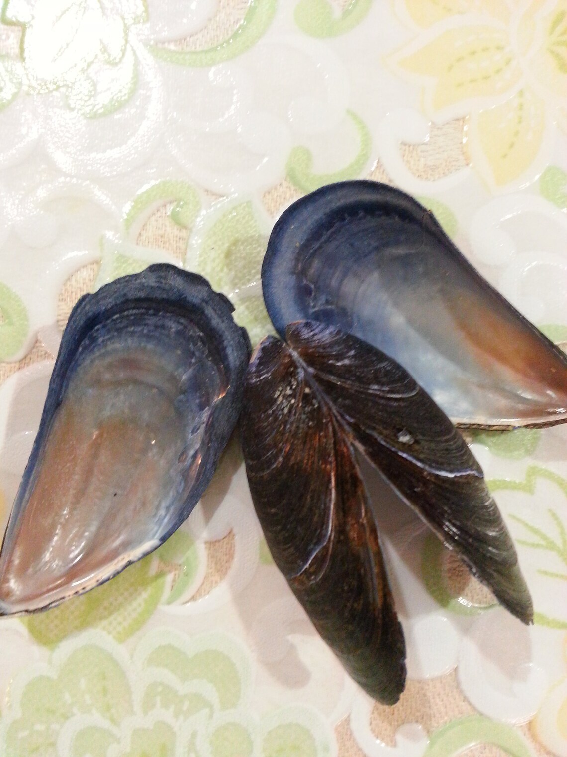 SHELLS BLACK/Mix Shells/Sea Shells/Black Sea Shells/Rare | Etsy