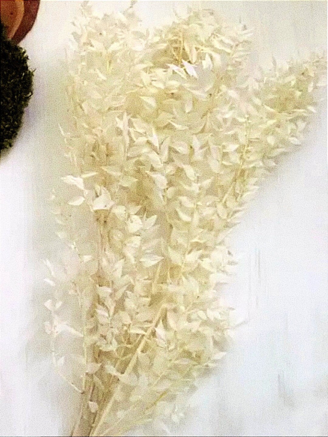 Bleached Ivory Ruscus Branches: Preserved White Floral Decor - Etsy