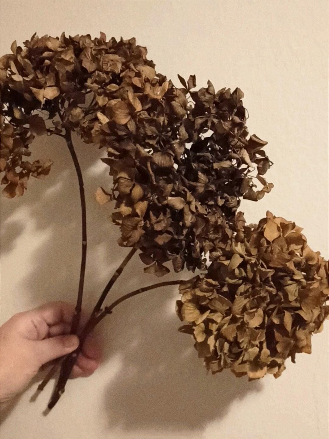3 Stems Dried Hydrangea Bouquet: Natural Brown Flower Decor - Etsy