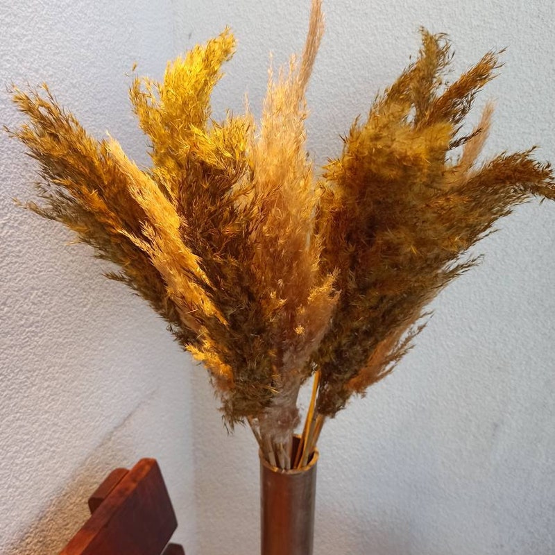 Gold Pampas Grass - Etsy