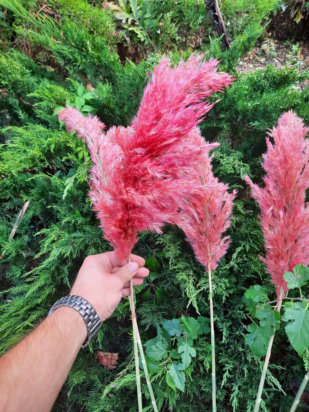 Large Fuchsia Pampas Grass: Pink Wedding Home Decor - Etsy