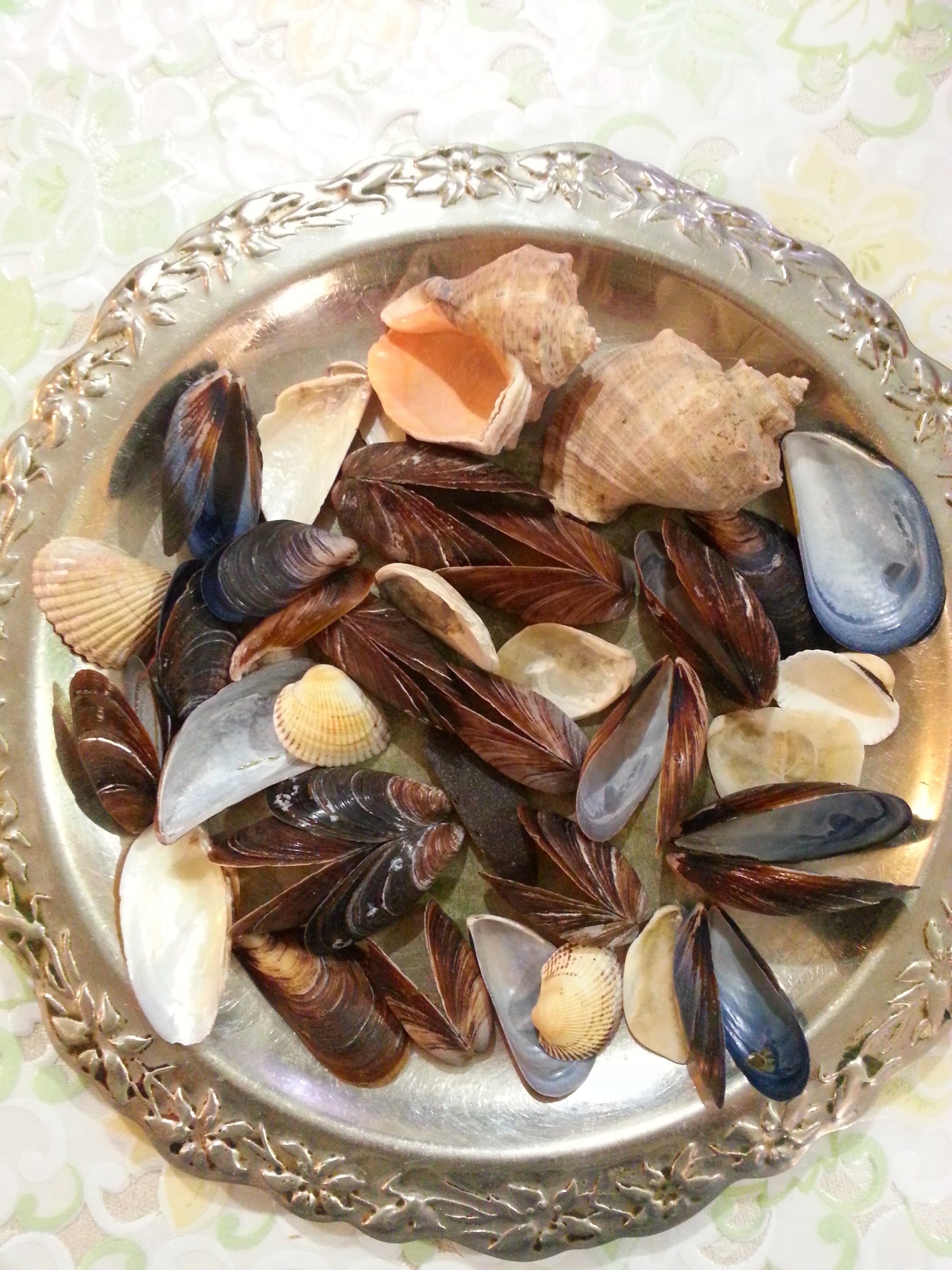 SHELLS BLACK/Mix Shells/Sea Shells/Black Sea Shells/Rare | Etsy