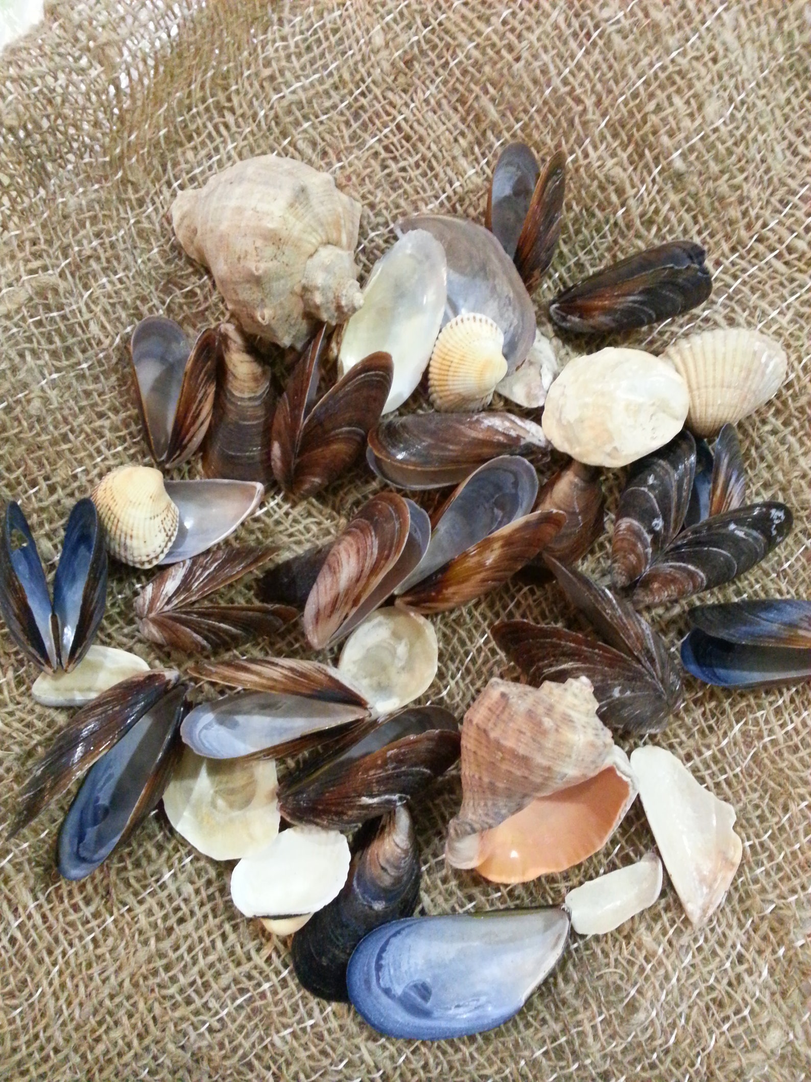 SHELLS BLACK/Mix Shells/Sea Shells/Black Sea Shells/Rare | Etsy